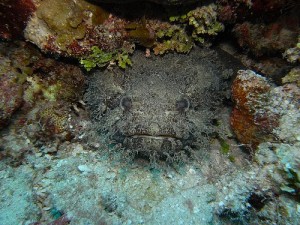 Keyhole Reef | Roatan Diving Sites | Splash Inn